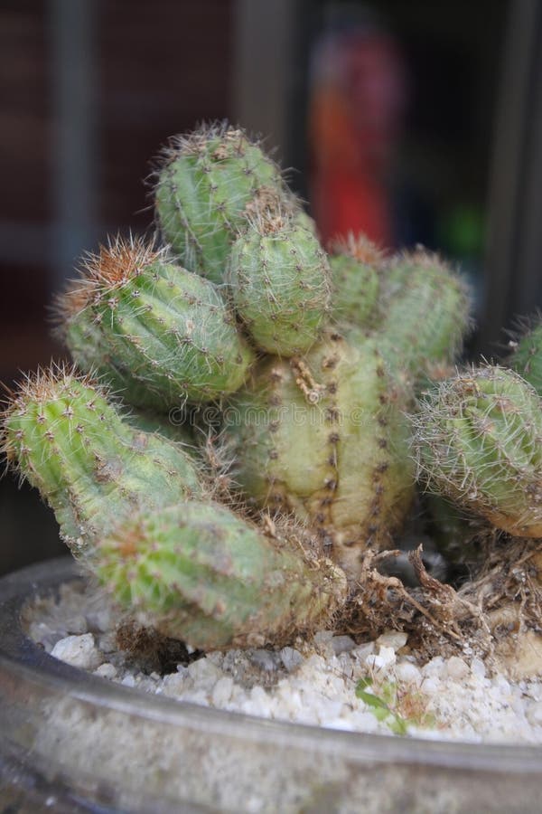 Small Cactus Plant in a Pot Stock Photo - Image of thorns, wildflower ...