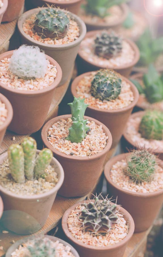 Small Cactus Plant Pot stock image. Image of desert, market - 97935085