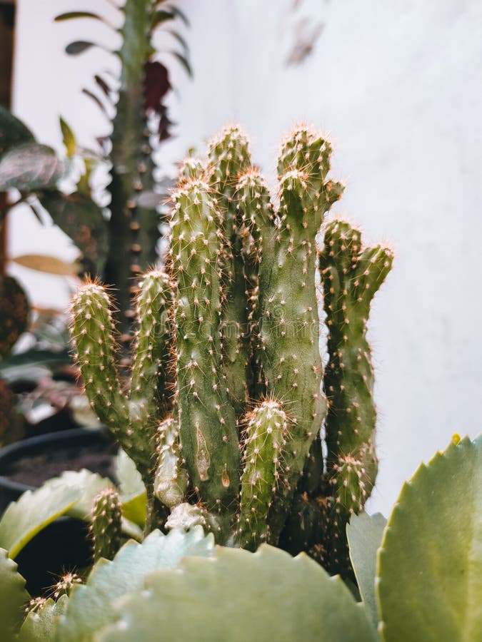 Small Cactus Plants stock photo. Image of flower, produce - 219738100