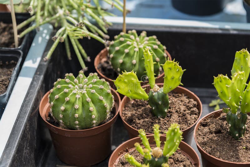 Small cactus plants stock photo. Image of botanical, indoor - 97902456