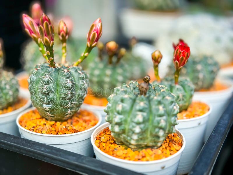 Small Cactus in Pot for Sale in Chatuchak Market Stock Photo - Image of ...