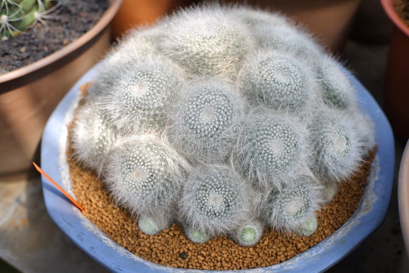 Small Cactus in Pot for Sale Stock Image - Image of home, growth: 90103499