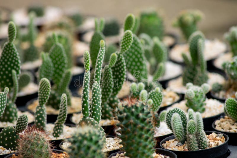 Small cactus stock photo. Image of kind, macro, cactus - 152565236