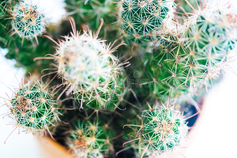 Small Cactus Pot on White Bright Light Stock Image - Image of natural ...
