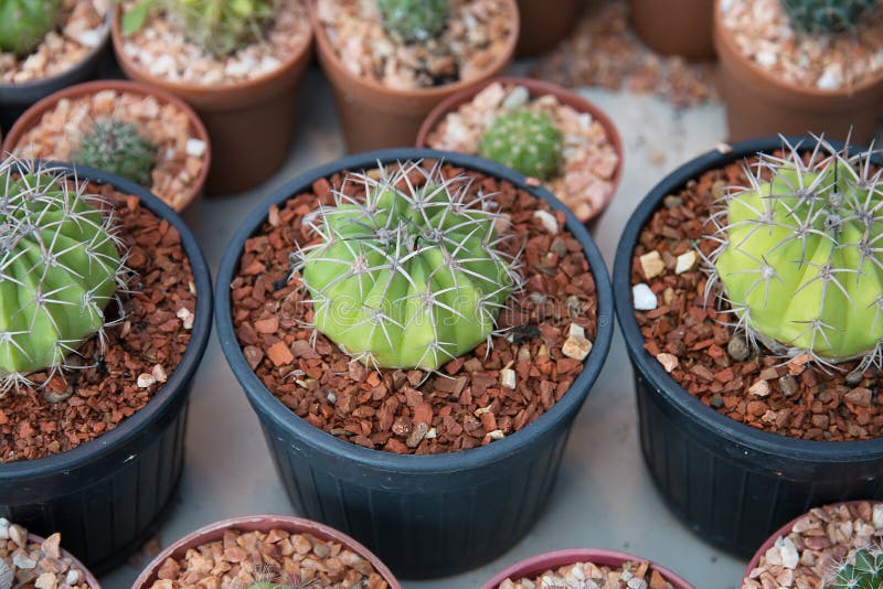 Small cactus in the pots stock photo. Image of botanic - 64620140
