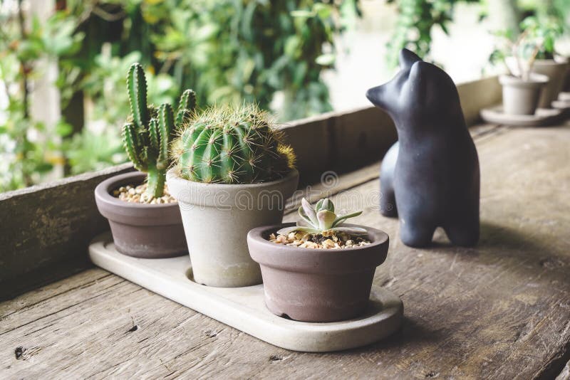 Small Cactus Pots by the Edge of Window Stock Photo - Image of botany ...