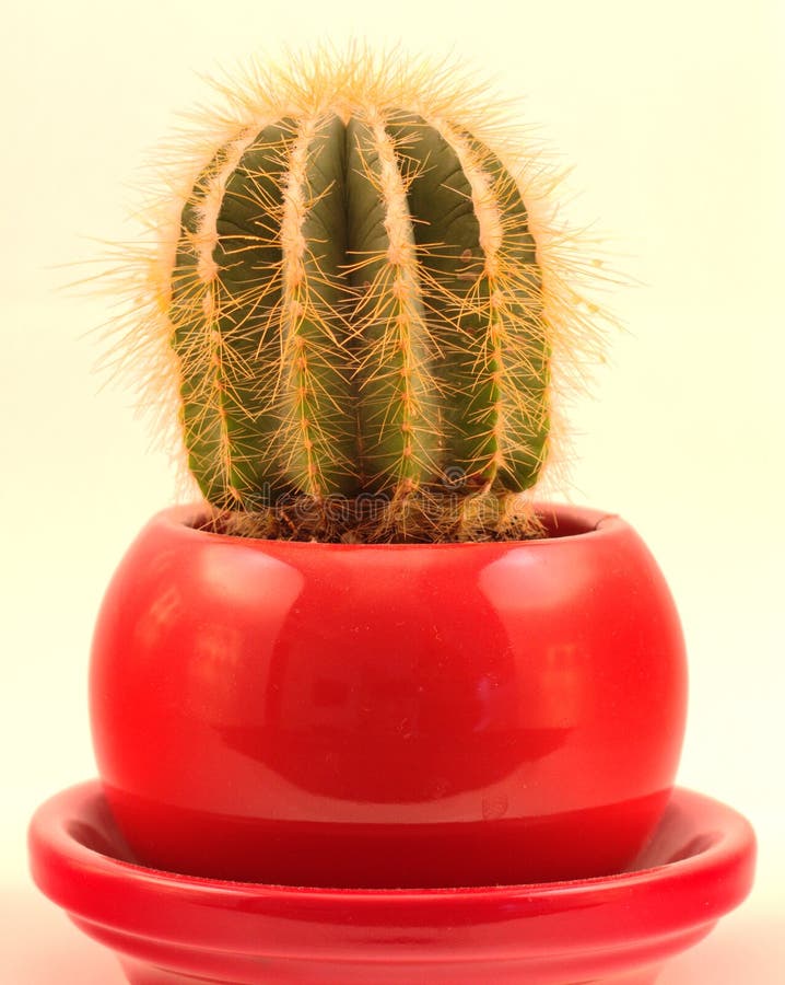 Small cactus in a red pot stock photo. Image of small - 66918604
