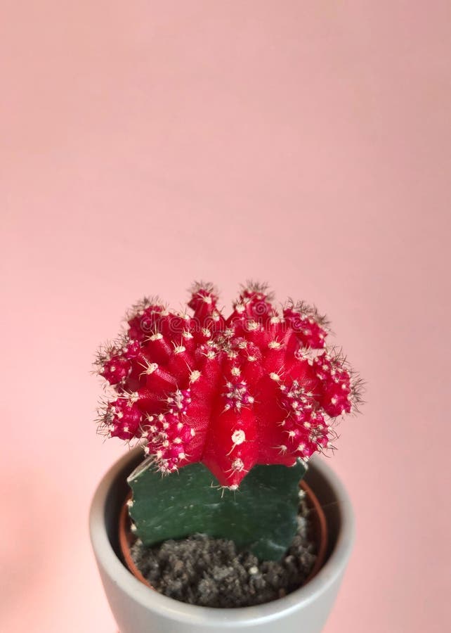 Red cactus stock photo. Image of small, succulent, background - 160731826