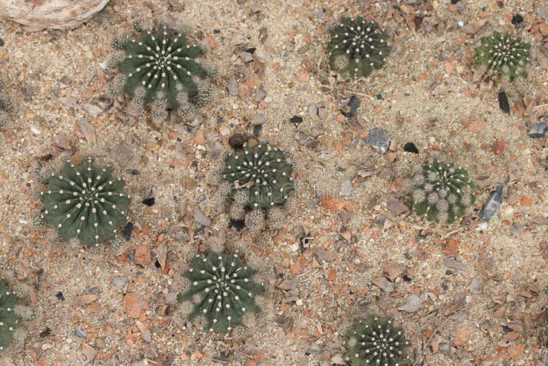 Small cactus on the sand stock image. Image of ball - 115518053