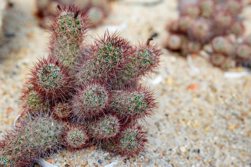 Small cactus on sand. stock image. Image of round, plant - 153615039