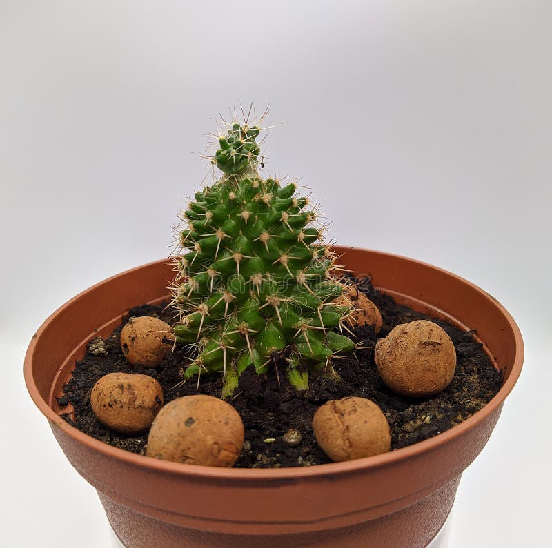Small Cactus. Small Cactus on a White Background Side View Stock Photo ...