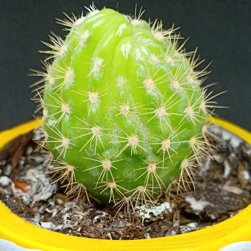Small Cactus Succulent Plant in Flower Pot Image Stock Photo - Image of ...