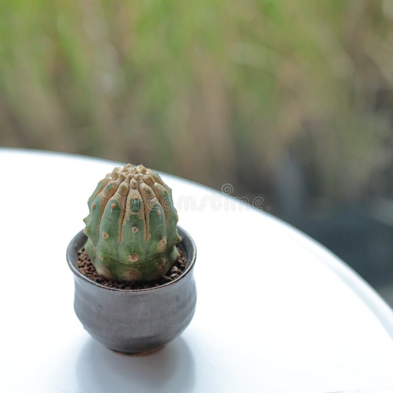 A small cactus on a table stock image. Image of spiked - 215576923