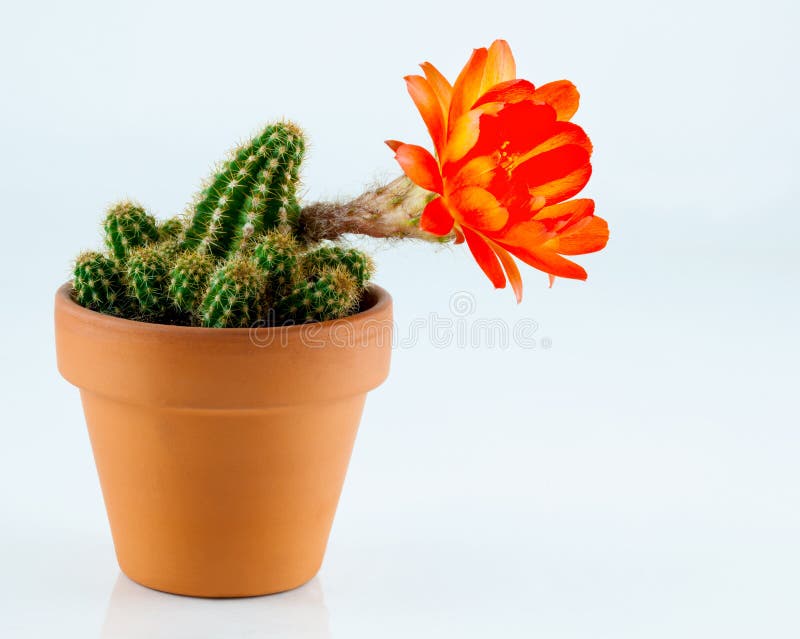 Small Cactus Plant with Orange Flower. Stock Photo - Image of small ...