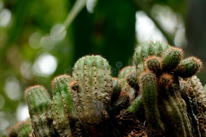 Small Cactus Tree in Bangladesh Grows at House Area Stock Image - Image ...