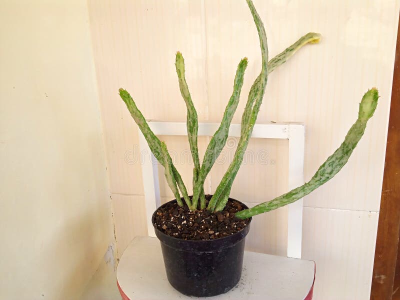 Small Cactus Tree in a Black Pot Stock Image - Image of detail, desert ...