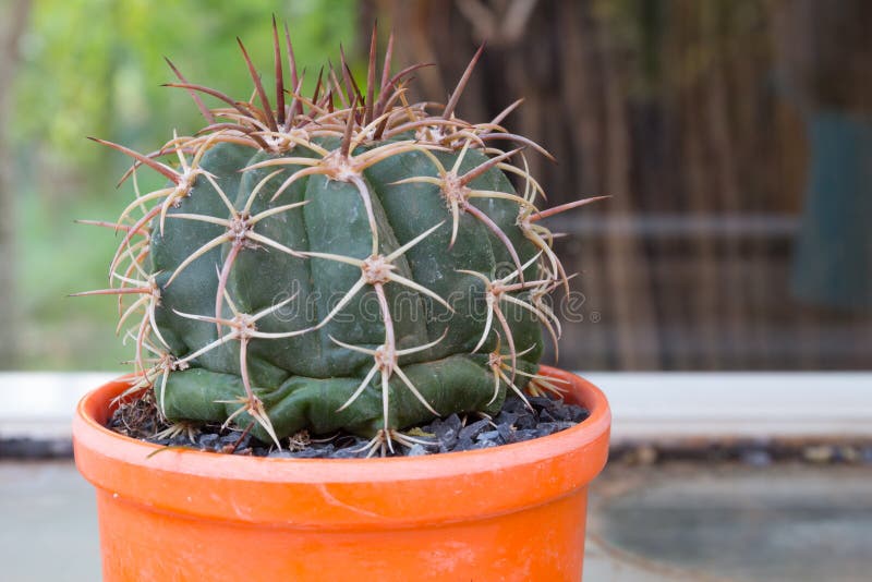 The Small Cactus Tree in Modern Pot. Stock Image - Image of opuntia ...