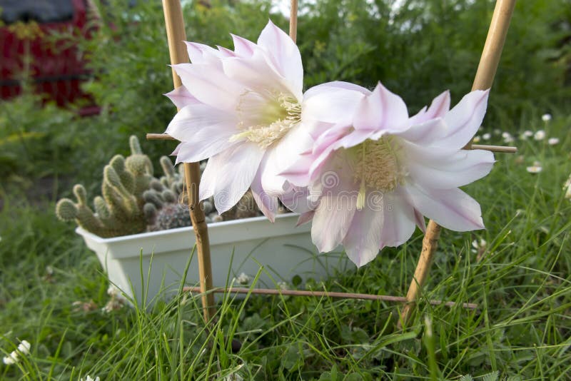 Small Cactus with Two Pink Flowers Stock Photo - Image of blooms ...