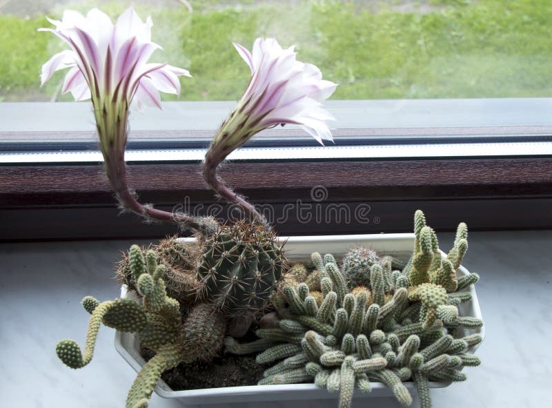 Small Cactus with Two Pink Flowers Stock Image - Image of stamen ...