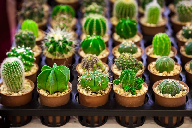 Small Cactus Variety in the Pot Stock Photo - Image of detail, pattern ...