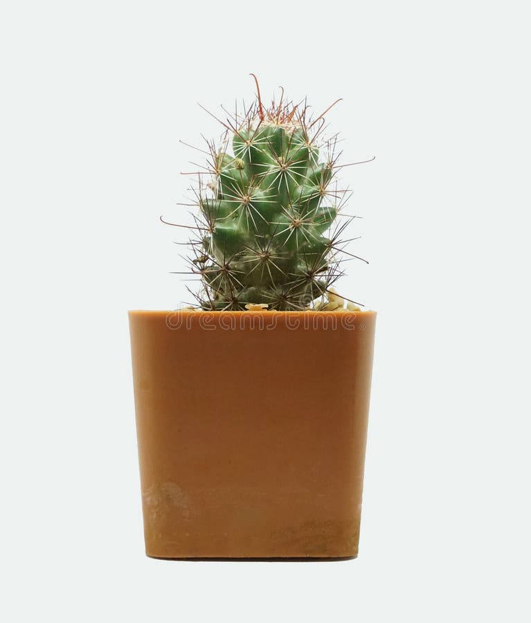 Small Cactus on a White Background Stock Image - Image of herbal, home ...