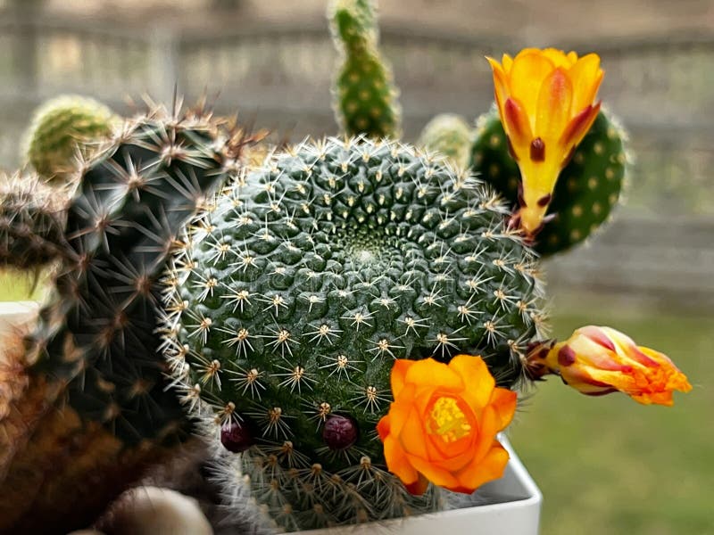 Small Cactus with Yellow Flowers Stock Photo - Image of petal, fresh ...
