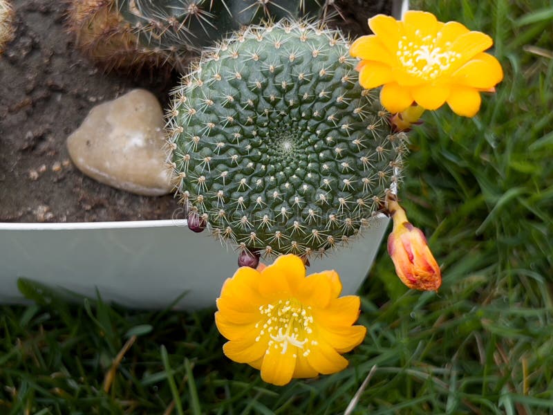 Small Cactus with Yellow Flowers Stock Photo - Image of fresh, blossom ...