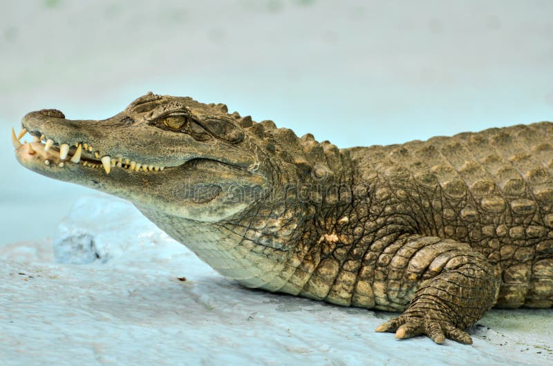 Small Caiman crocodile stock photo. Image of national - 151747498