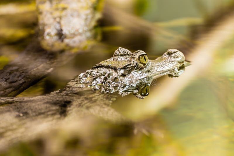 Small Caiman Crocodile in Water Stock Image - Image of caiman ...