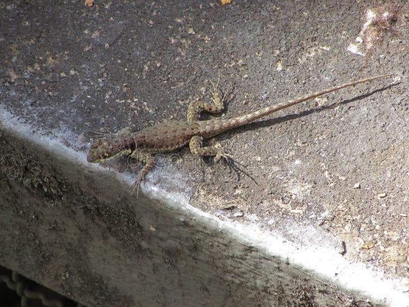 A Small Calango Lizard on the Wall Stock Image - Image of city, rock ...
