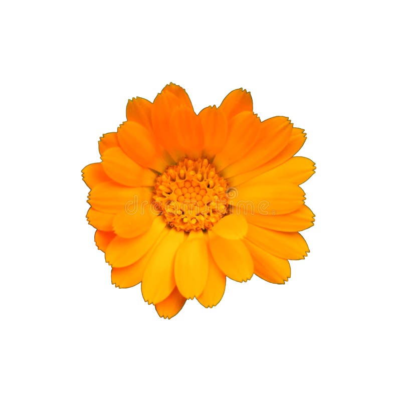 A Small Calendula Flower on a White Background Stock Image - Image of ...
