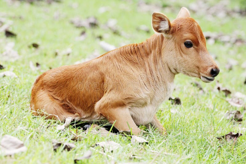 Small calf stock photo. Image of grass, farming, bull - 10770384