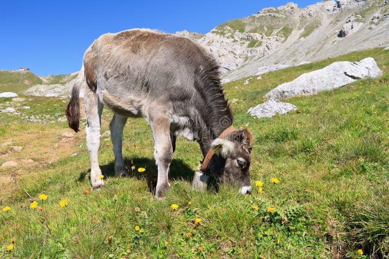 Small calf stock photo. Image of calf, farming, small - 29327936
