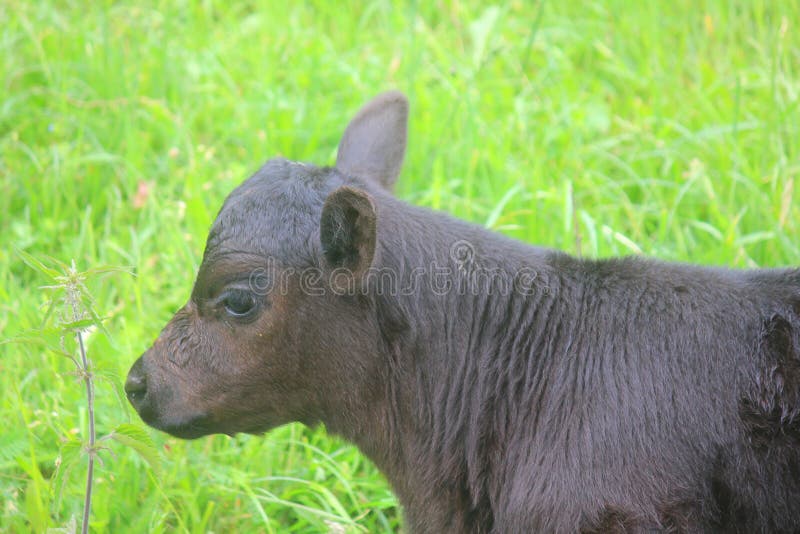 Small calf in the farm stock photo. Image of grass, nature - 150128000
