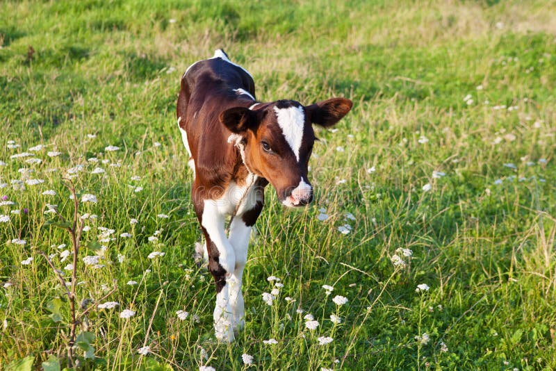 Small calf stock photo. Image of head, dairy, close, beef - 71666840