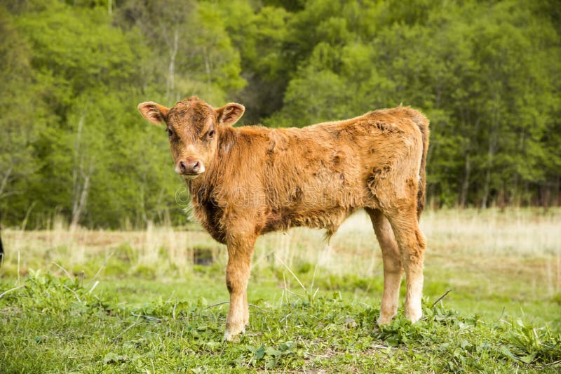 A Small Calf Lies on a Meadow on the Back of Other Calves Stock Photo ...