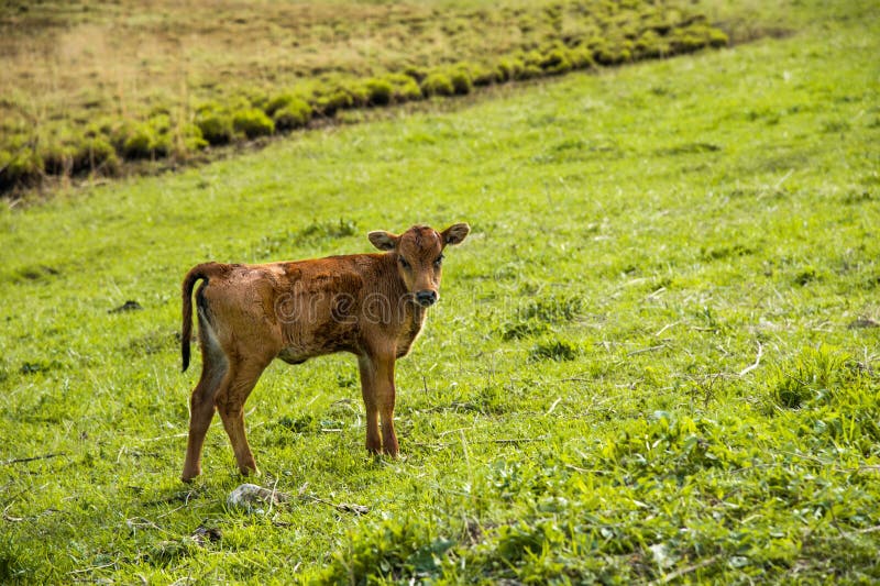 A Small Calf Grazes on a Meadow Stock Photo - Image of care, bovine ...