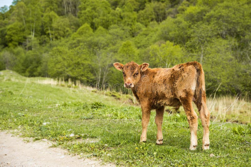 A Small Calf Grazes on a Meadow Stock Photo - Image of farm, love: 93386312