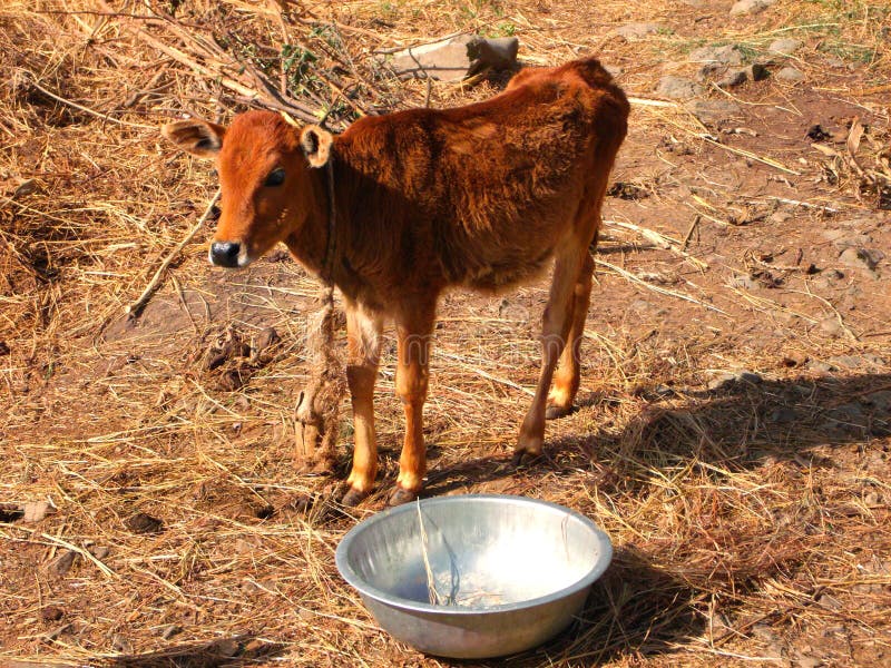 Small calf stock image. Image of food, farm, calf, baby - 42386073