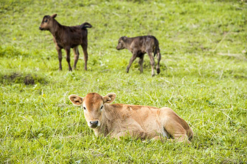 A Small Calf Lies on a Meadow on the Back of Other Calves Stock Photo ...