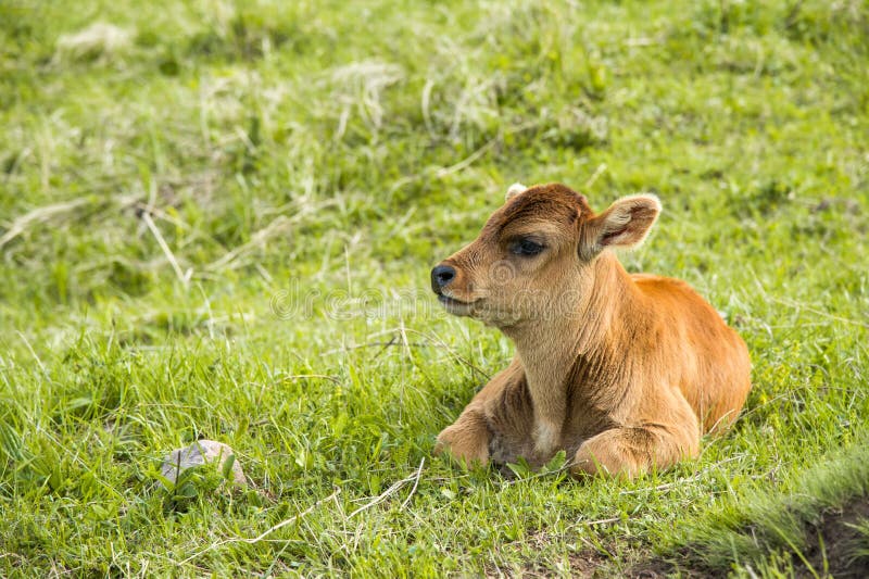 A Small Calf Lies on a Meadow on the Back of Other Calves Stock Photo ...