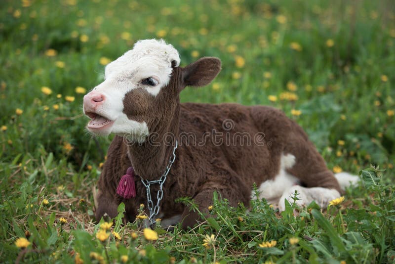 Small calf lying stock photo. Image of nature, calf - 195589974