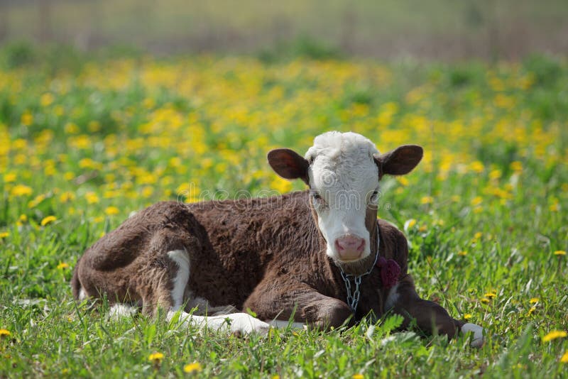 Small calf lying stock photo. Image of spots, nice, farm - 84378596