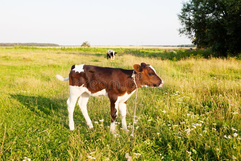 Small calf on the meadow stock photo. Image of brown - 71668060