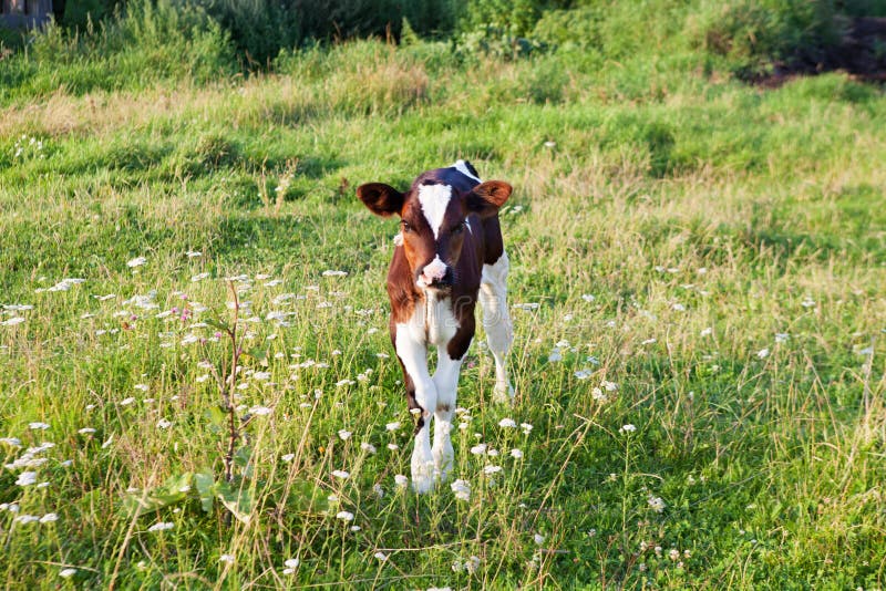 Small calf on the meadow stock photo. Image of black - 71668170