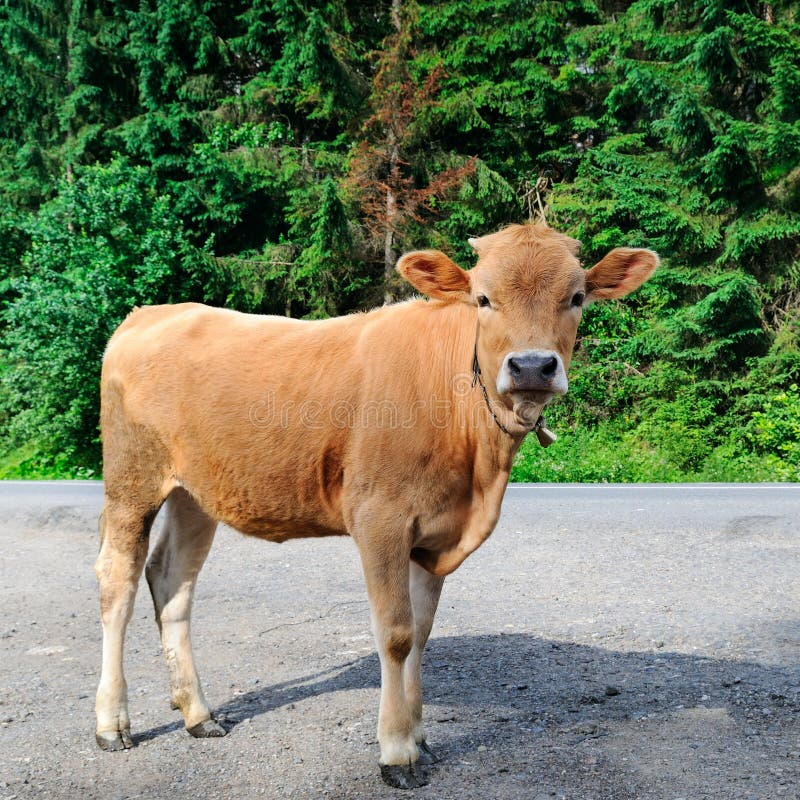 Small Calf in the Nature. Bright Sunny Day Stock Image - Image of ...
