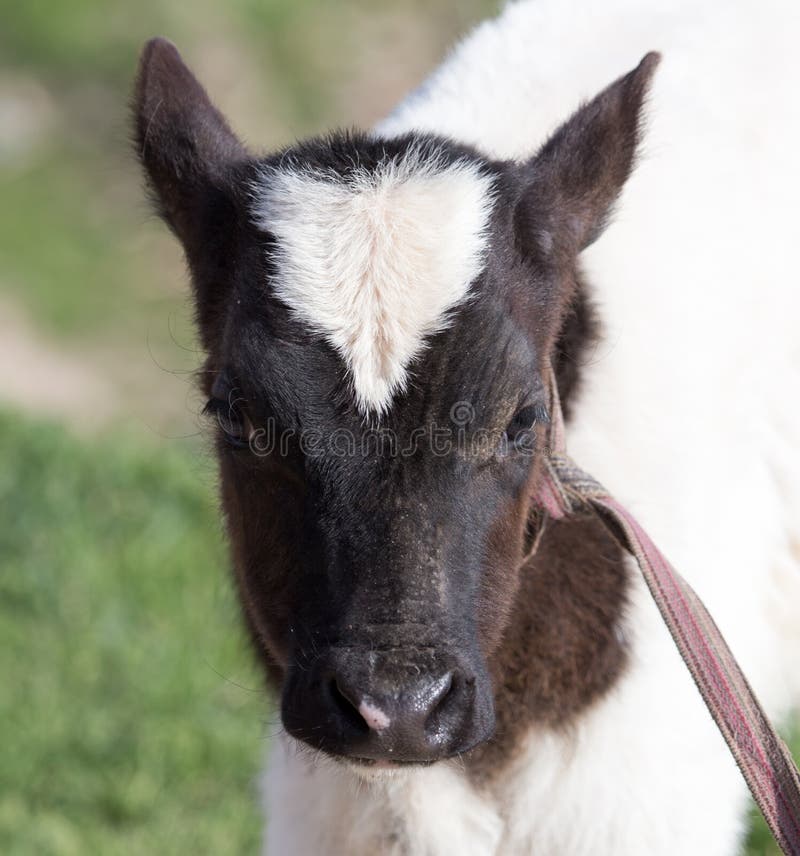 Small calf in nature stock photo. Image of mammal, foxy - 102082810