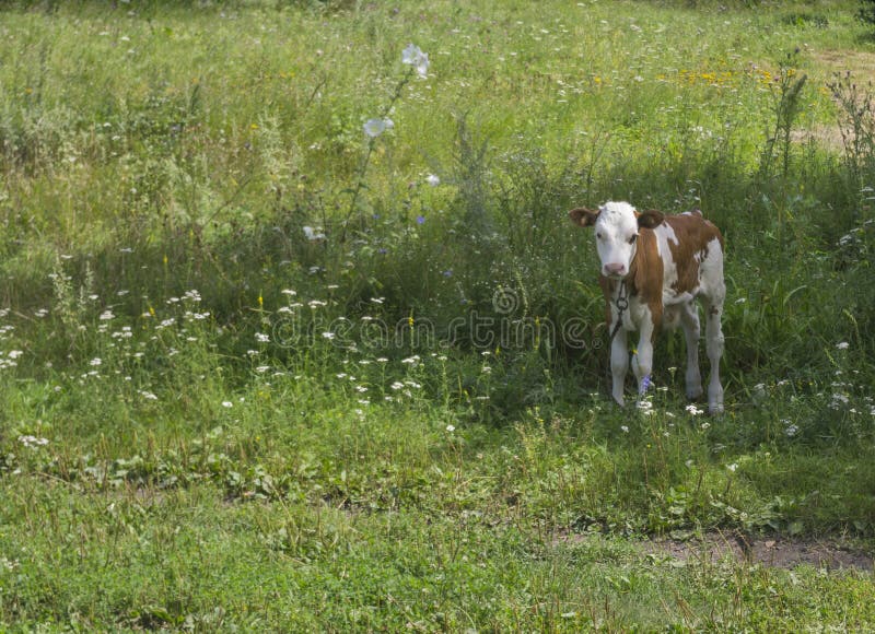 Small calf on a pasture stock image. Image of cattle - 97891569