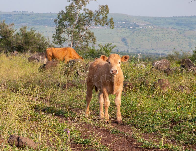A Small Calf in a Rural Landscape with a Cow in the Background Stock ...