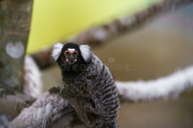 A Small Callitrix Monkey Sits on a Tree Branch Stock Photo - Image of ...